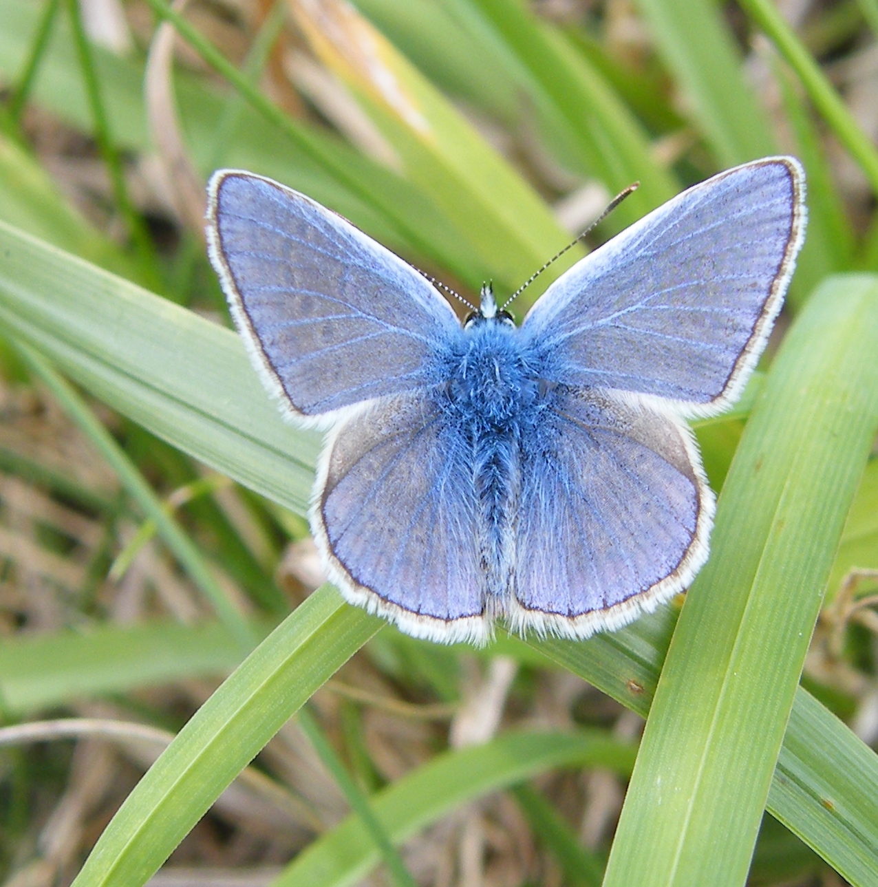 Les papillons observés dans nos jardins – Les jardins du Coq
