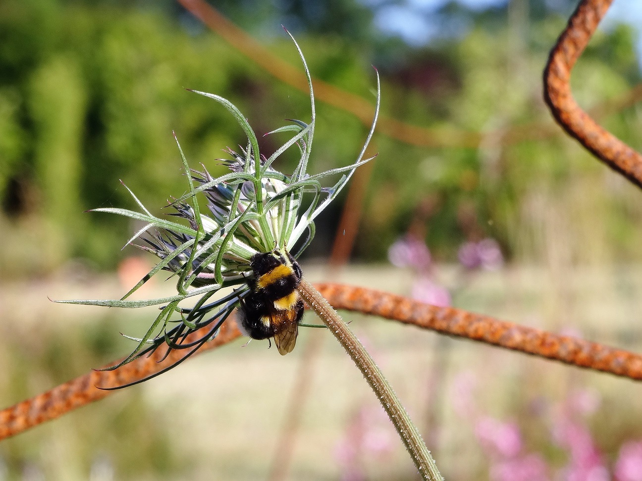 Les insectes observés dans nos jardins – Les jardins du Coq